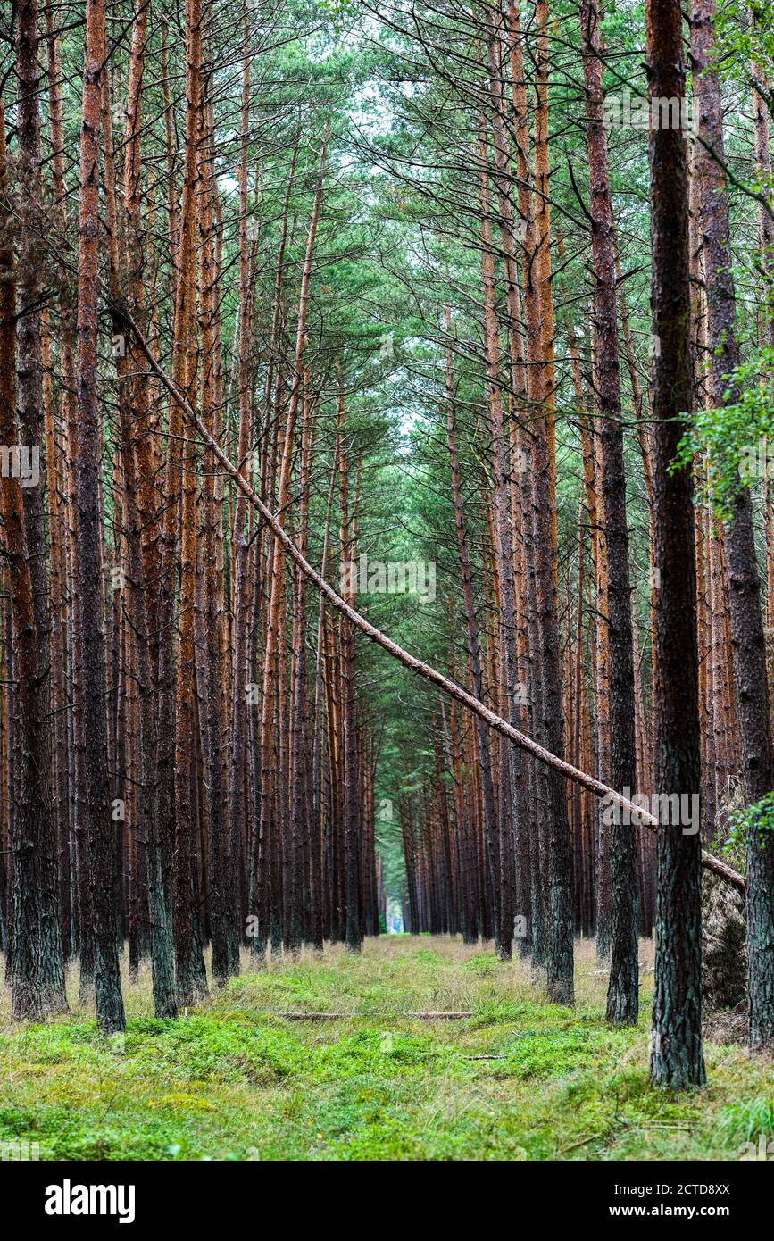 Windy weather in forest strong hi-res stock photography and images - Alamy
