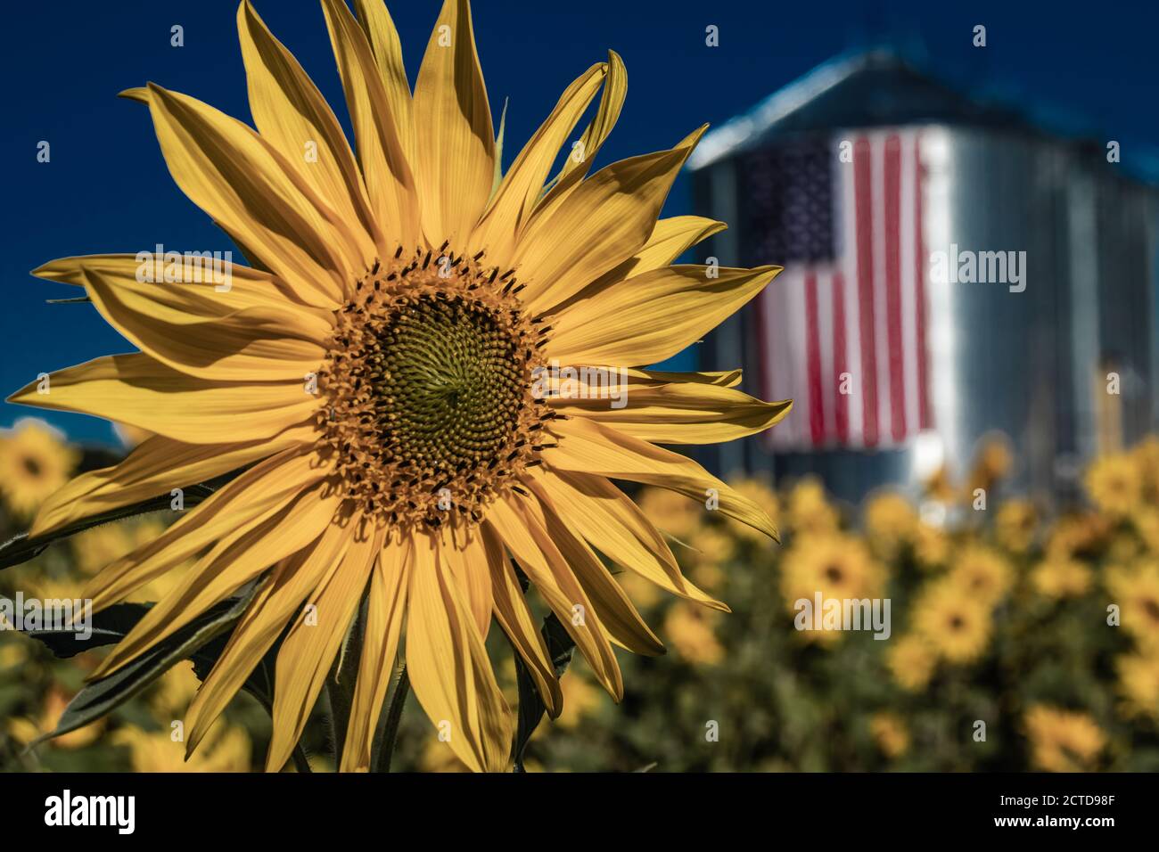 Fall sunflowers hi-res stock photography and images - Alamy