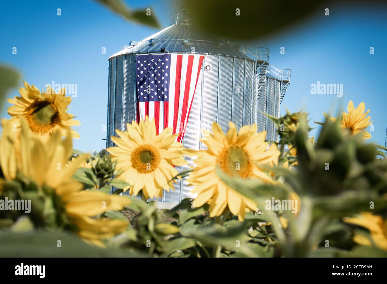 Fall sunflowers hi-res stock photography and images - Alamy