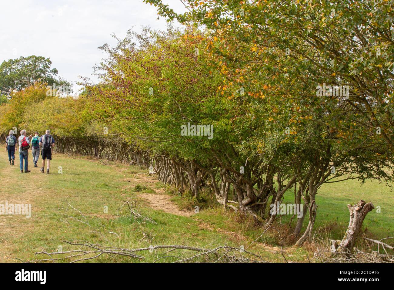 Knepp Estate Rewilding project - no barbed wire hedgerows Stock Photo ...