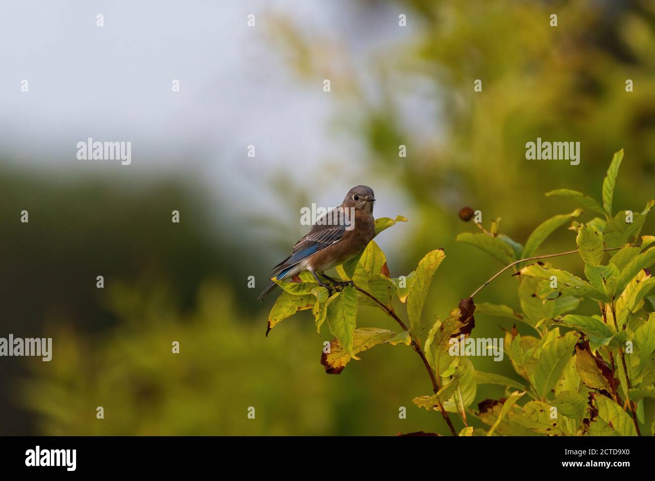 Tiny female Eastern Bluebird perched on a leaf covered branch of a ...
