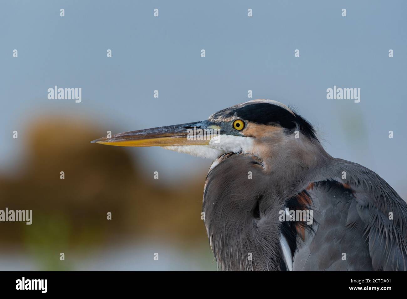 Closeup profile of the head and upper body of a Great Blue Heron ...