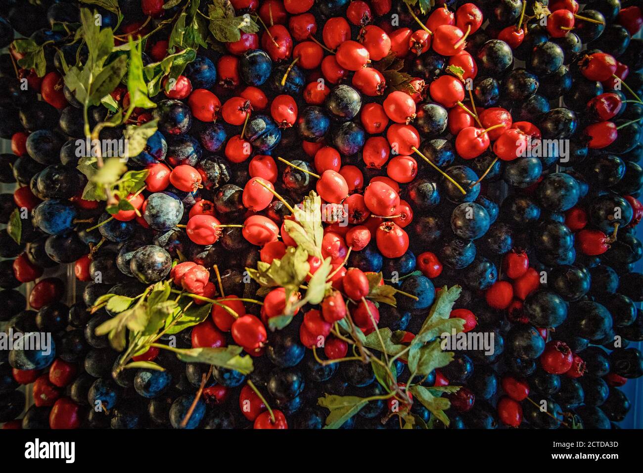 drying sloe and red berries Stock Photo - Alamy