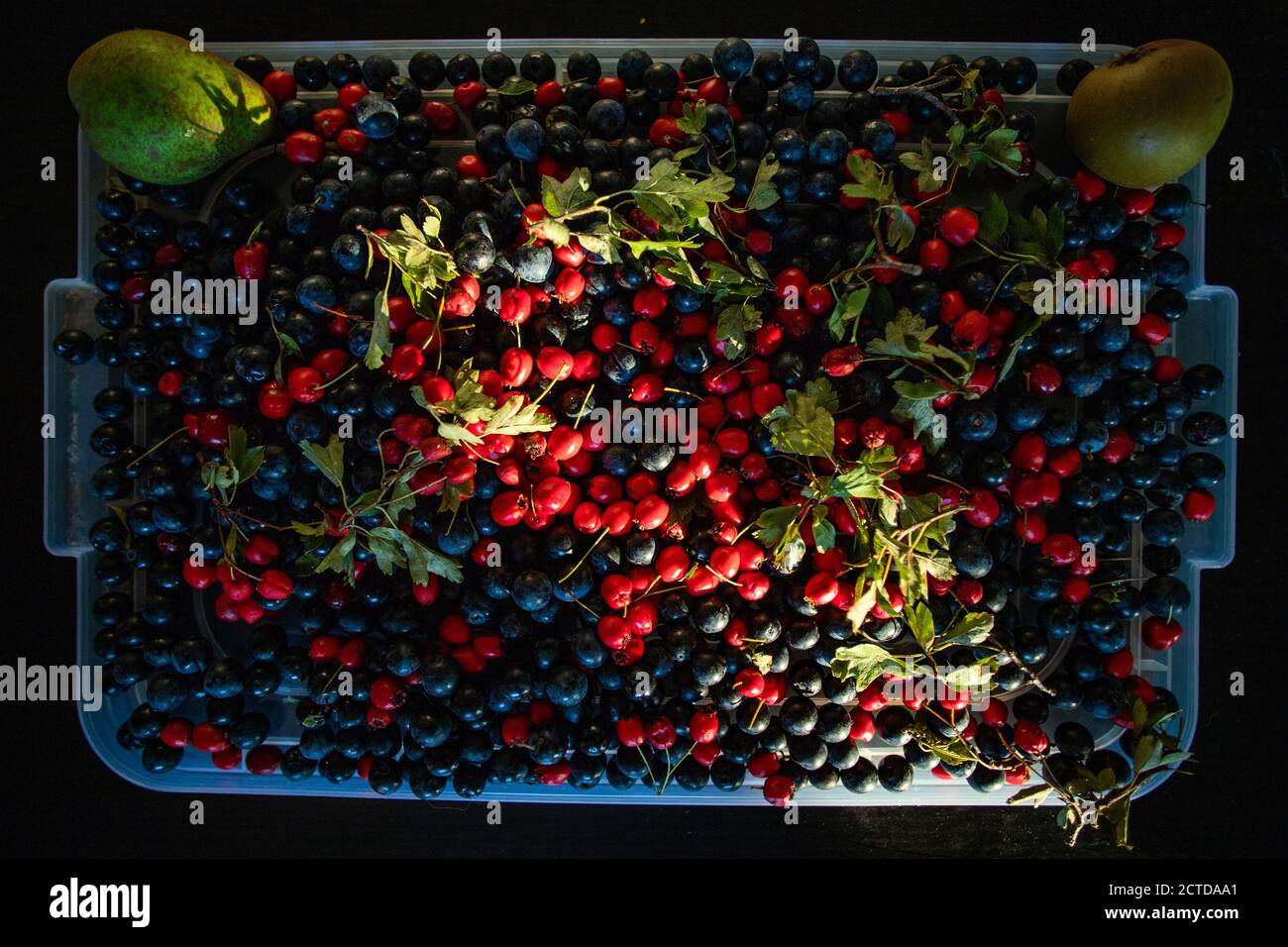 Red sloe hi-res stock photography and images - Alamy