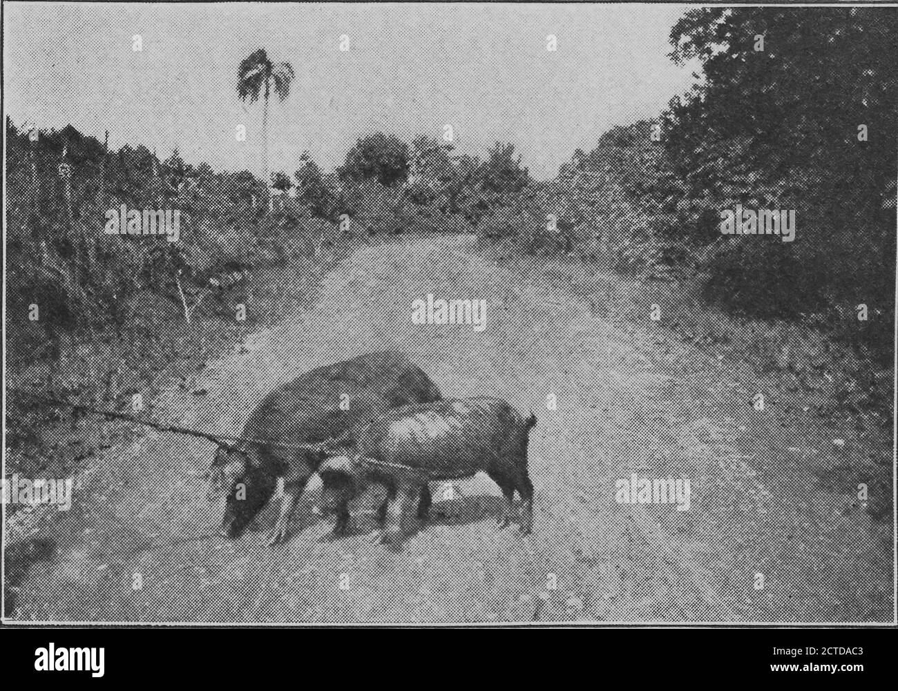 Peasant Scenes and Customs, Porto Rico., still image, Photographs, 1899 ...