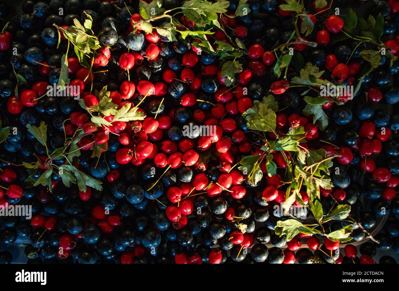 drying sloe and red berries Stock Photo - Alamy