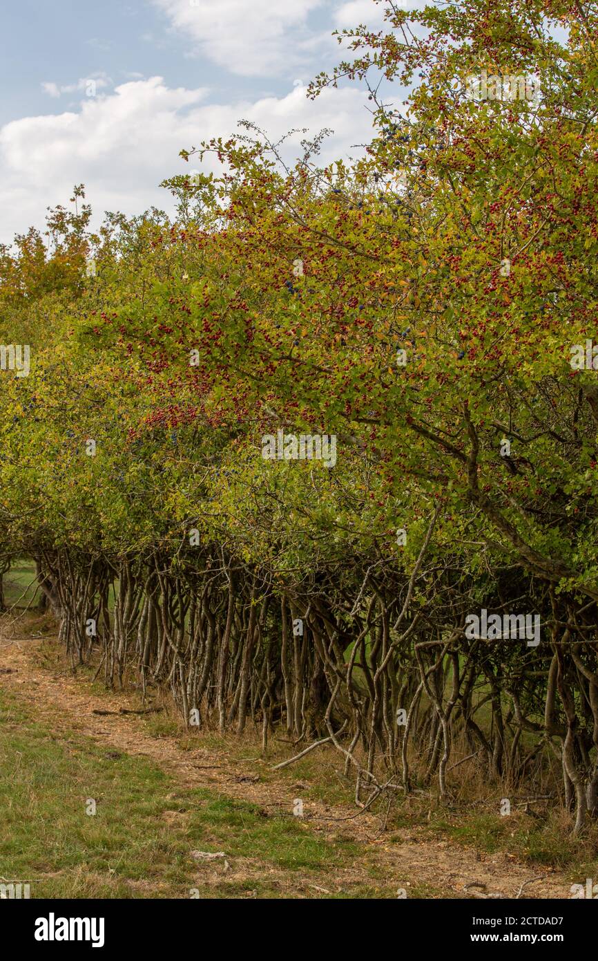 Knepp Estate Rewilding project - no barbed wire hedgerows Stock Photo ...