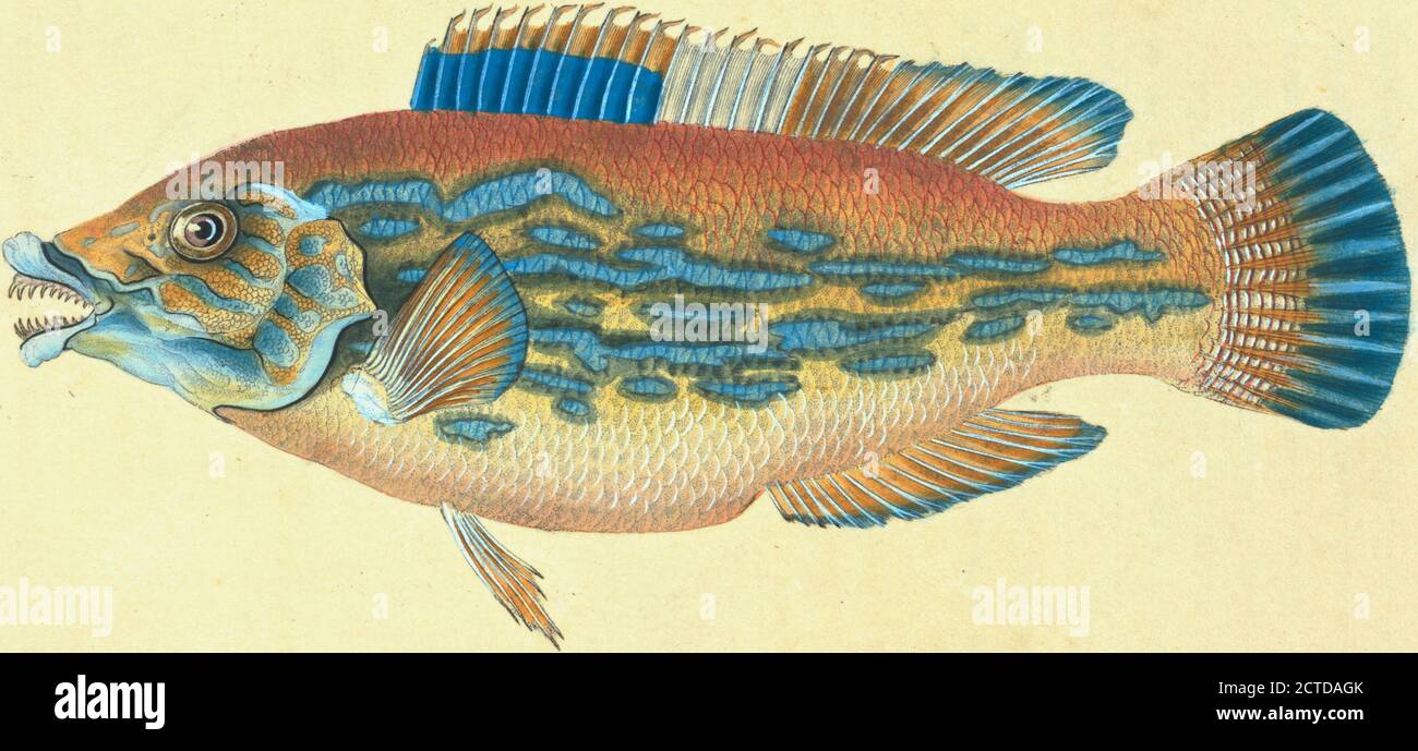 Labrus variegatus hi-res stock photography and images - Alamy