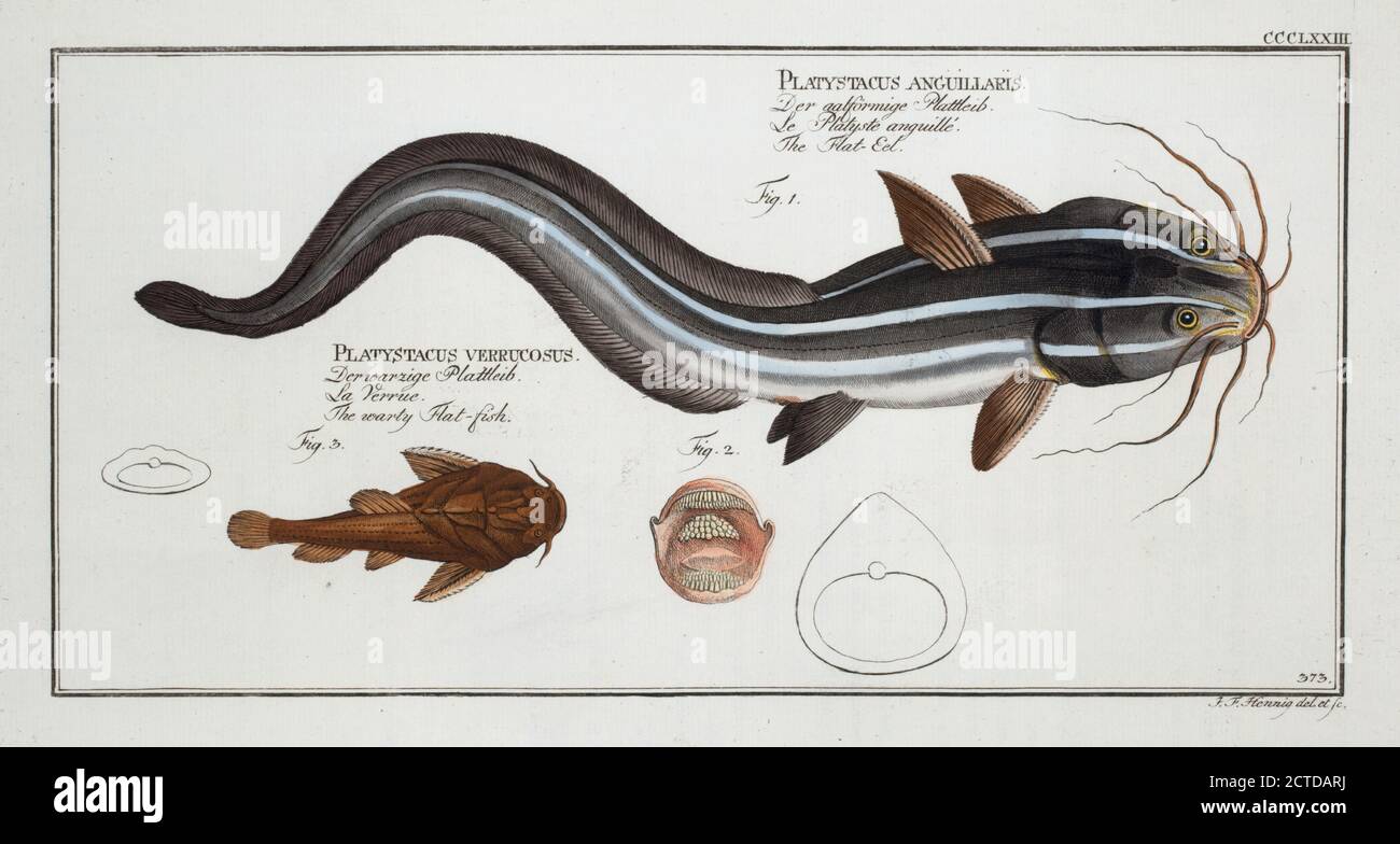 1. Platystacus angullaris, The Flat-Eel; 2. Platystacus verrucosus, The ...