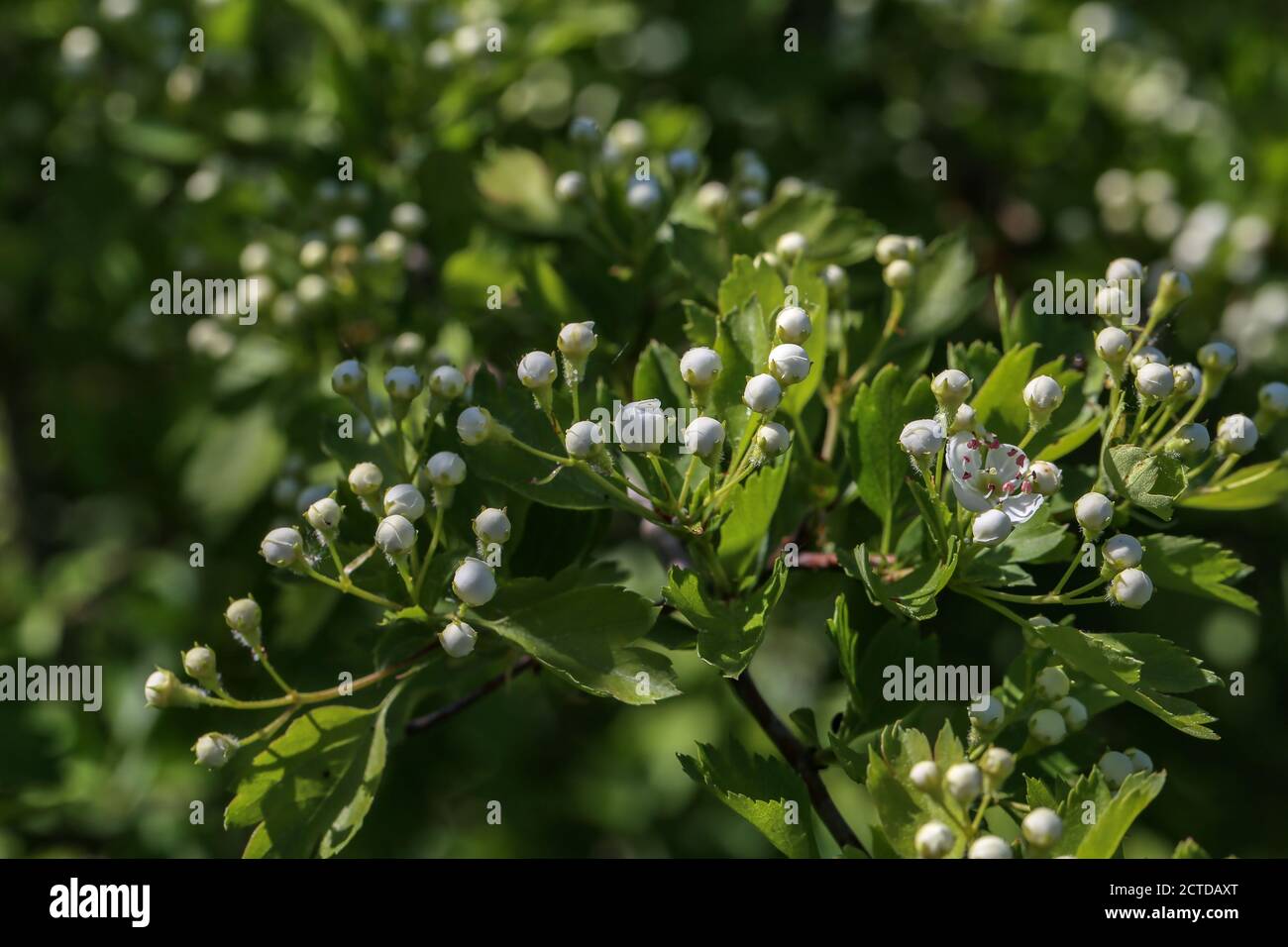 Closeup of a single-seeded hawthorn flower Stock Photo - Alamy