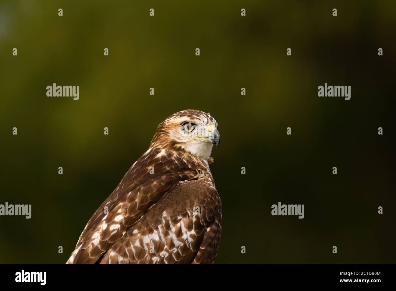 Closeup photo of the head and upper body of a Red-tailed Hawk with a ...