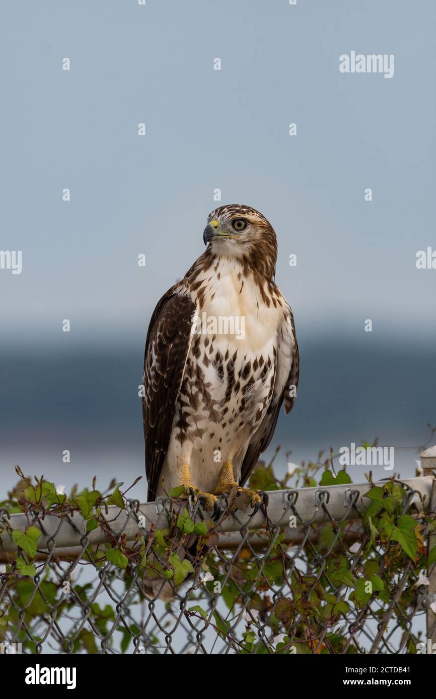 Closeup of a Red-tailed Hawk perched on a vine covered chain link fence ...