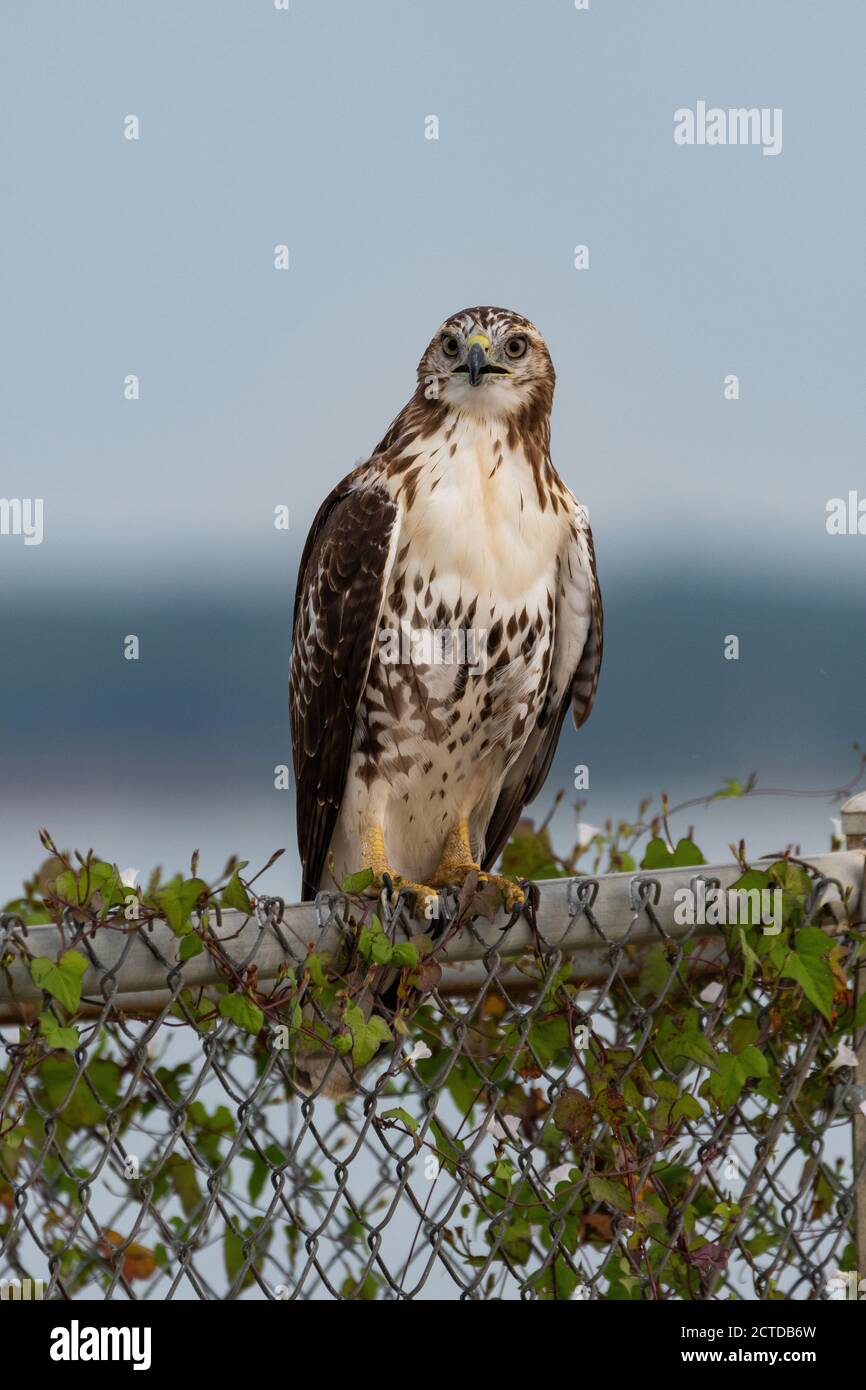 Red tailed hawk on fence hi-res stock photography and images - Alamy