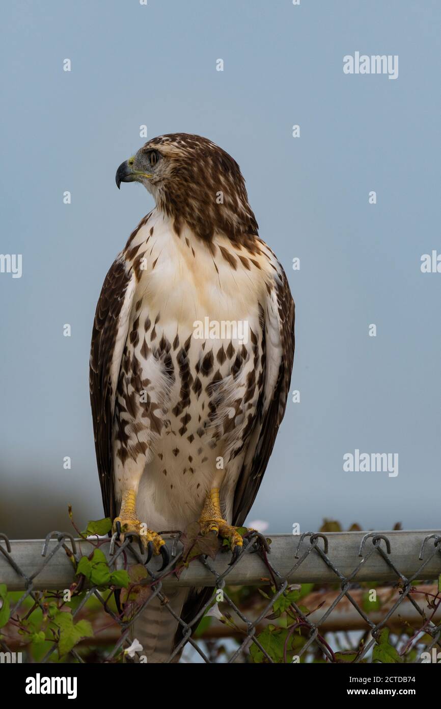 Closeup of a Red-tailed Hawk perched on a vine covered chain link fence ...
