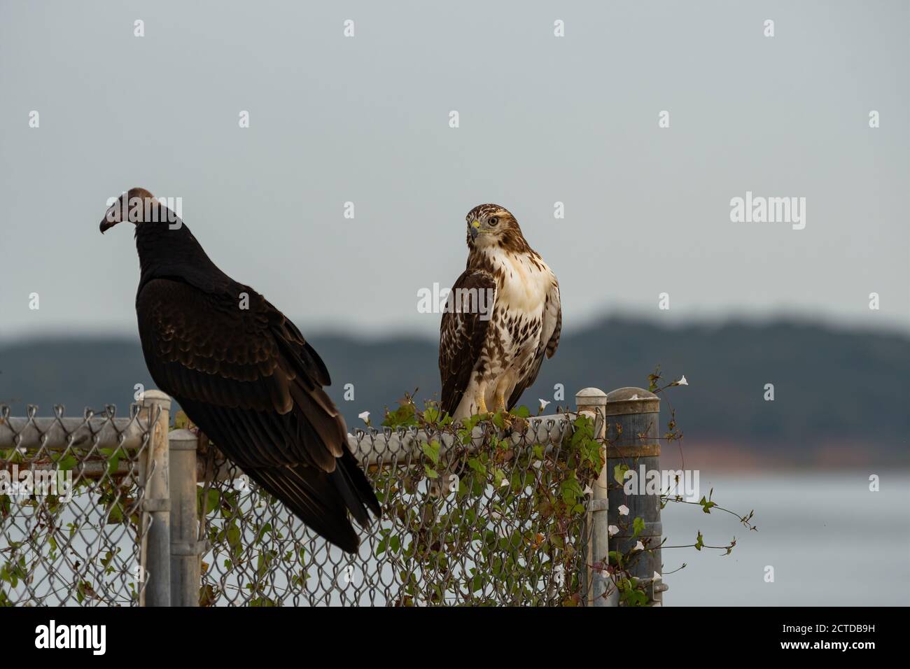 Red-tailed Hawk staring at a Black Vulture perched next to it on a vine ...