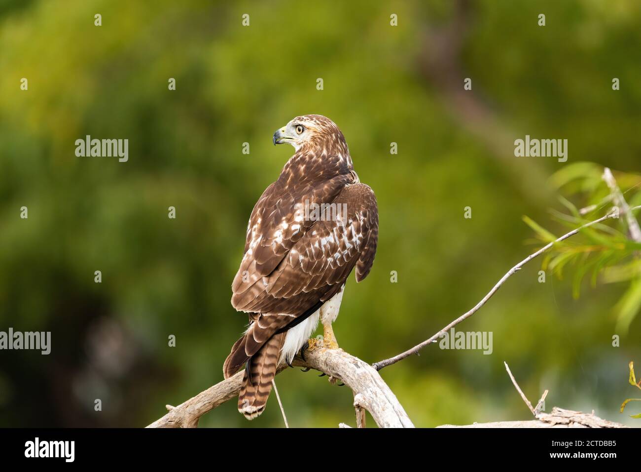 Red Tailed Hawk Perched High Resolution Stock Photography and Images ...