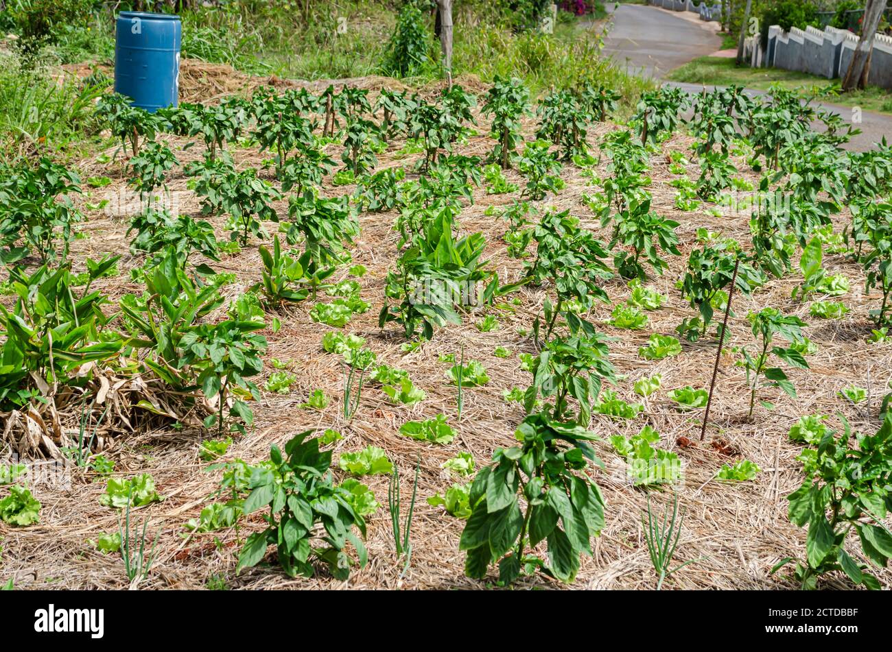 Sweet Pepper Garden Stock Photo - Alamy