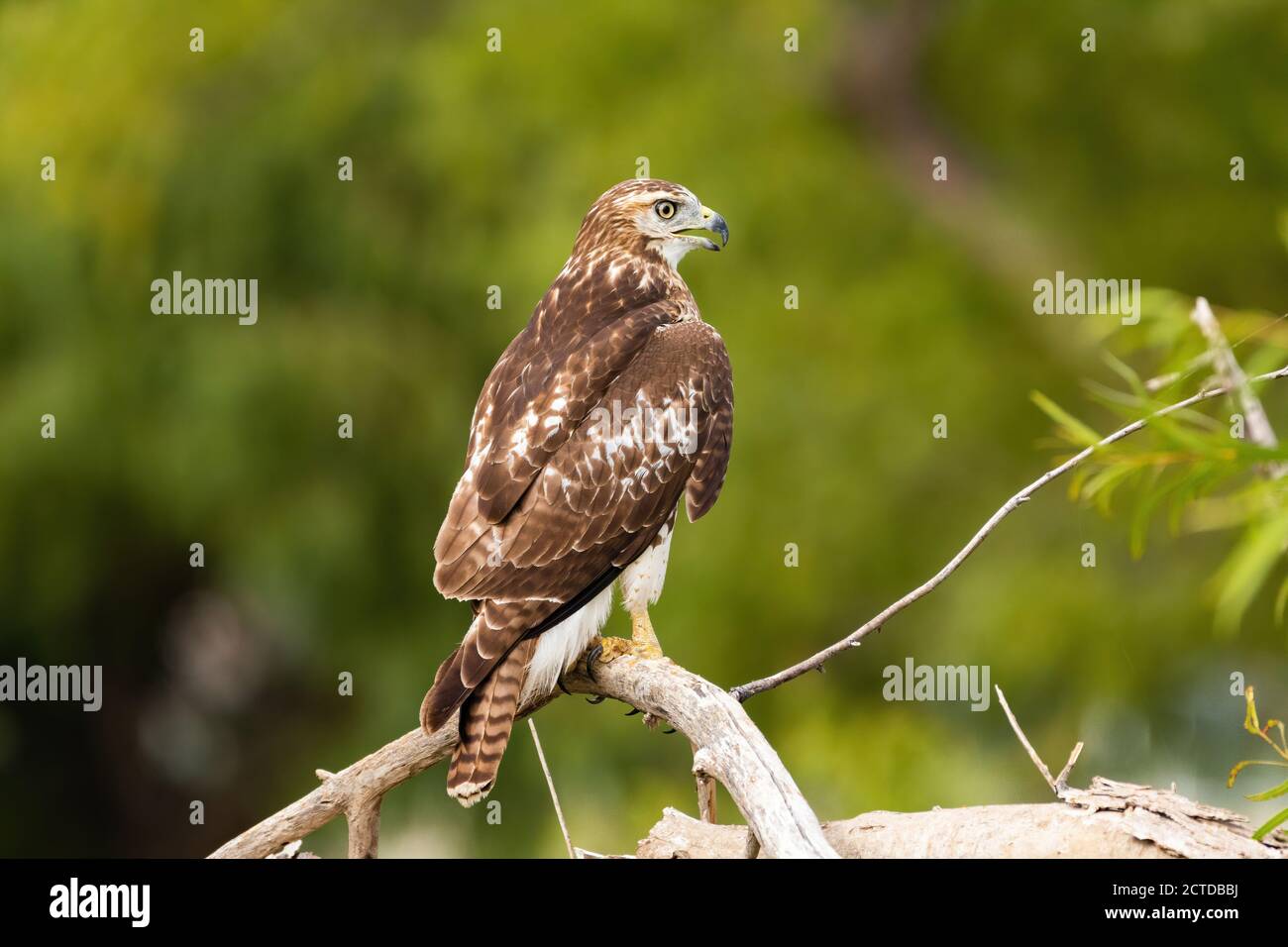 Red tailed hawk perched hi-res stock photography and images - Alamy