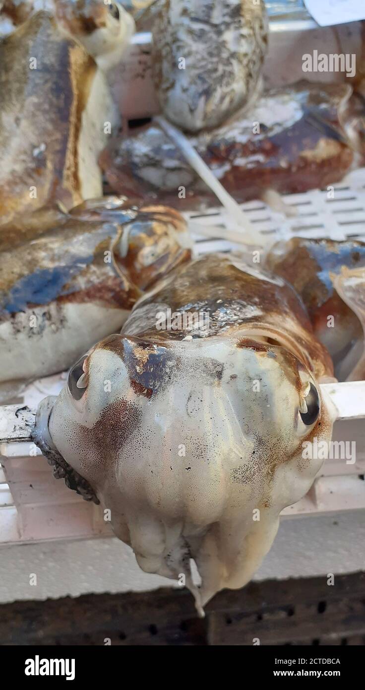 Cuttlefish close up on a fishmarket stand Stock Photo - Alamy