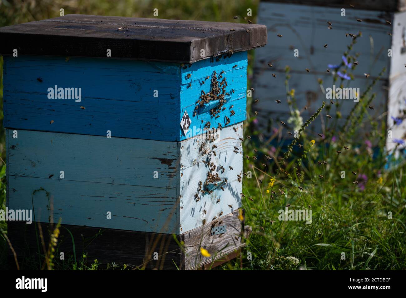 Detail of crowded gate into wooden bee hive. Bees arriving with legs ...