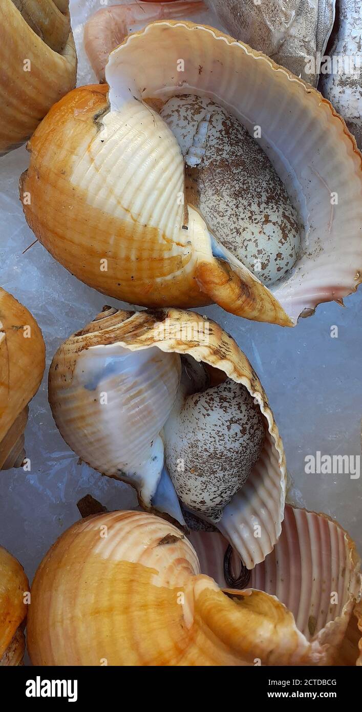 Live giant tun gastropod mollusc on a fish market stand, Tonna galea ...