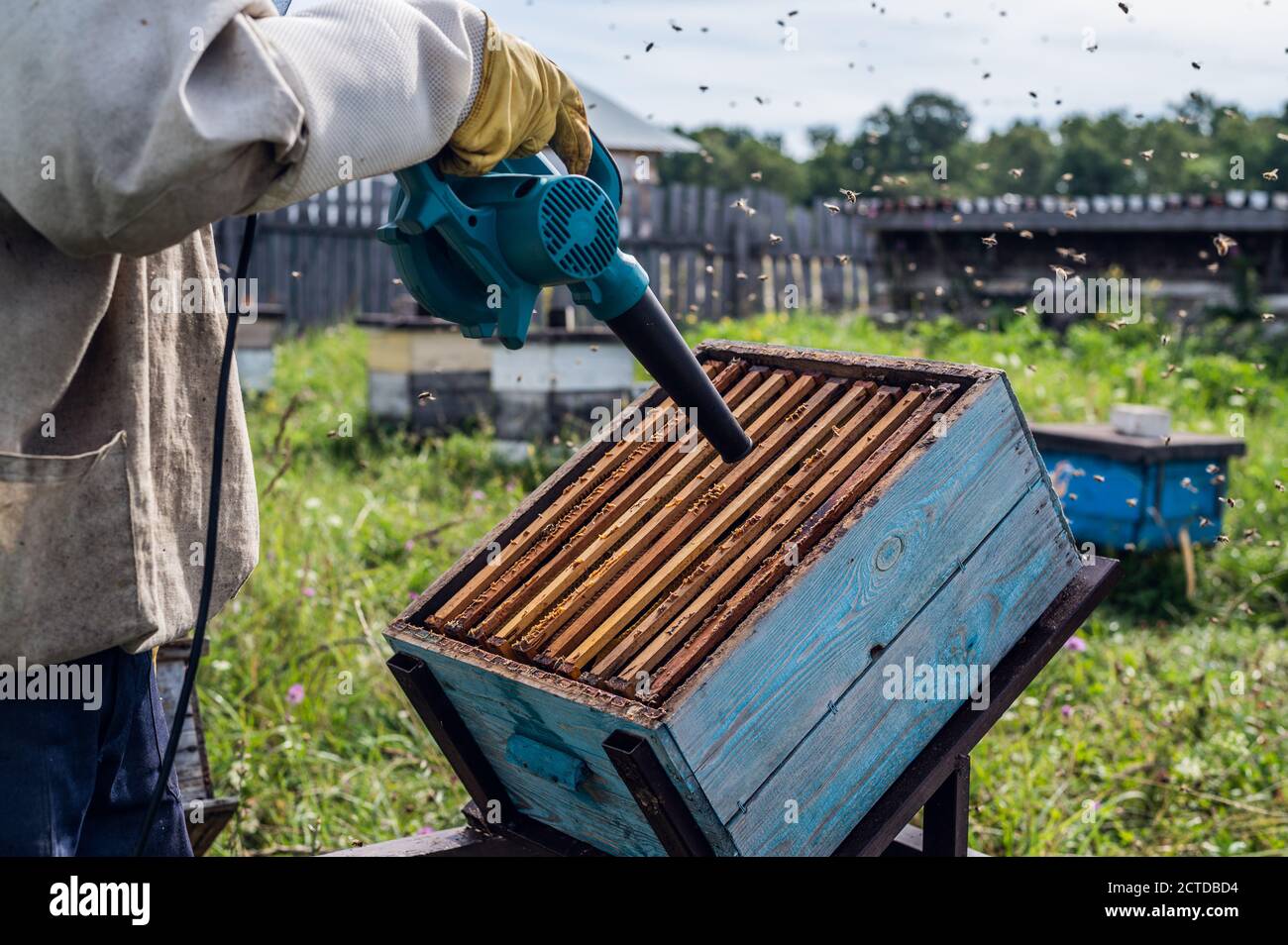 The beekeeper blows out bees from hive with blower to remove honeycomb ...