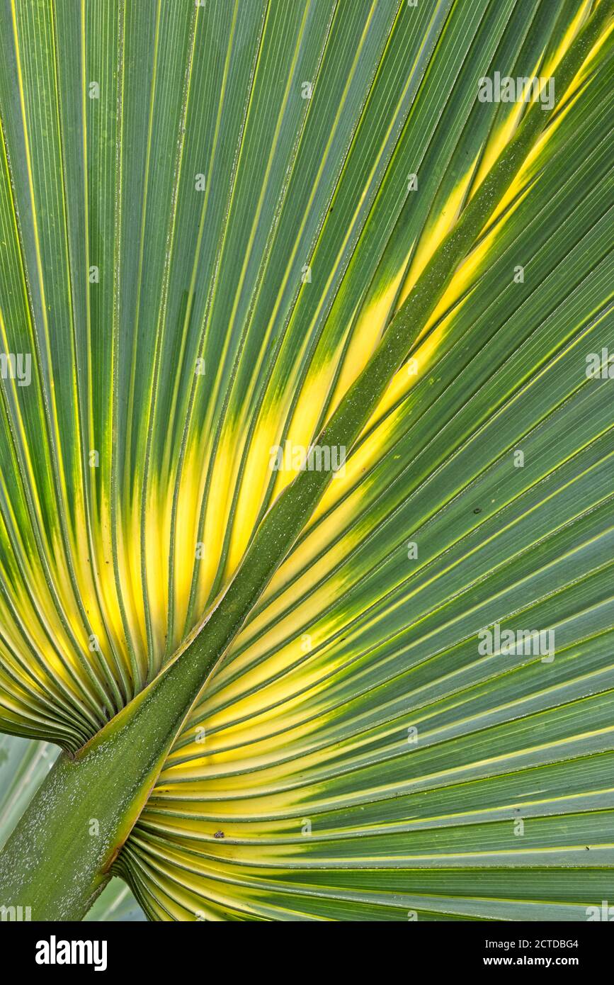 Detail of center of palm plant leaf with background light Stock Photo ...