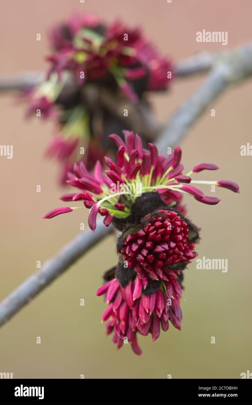 Detail of red flowers of Parrotia persica tree, native to Iran Stock ...