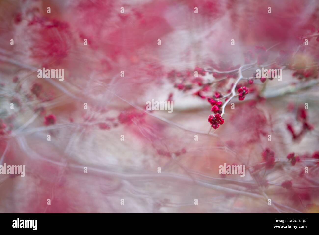 Detail of red flowers of Parrotia persica tree, native to Iran Stock ...