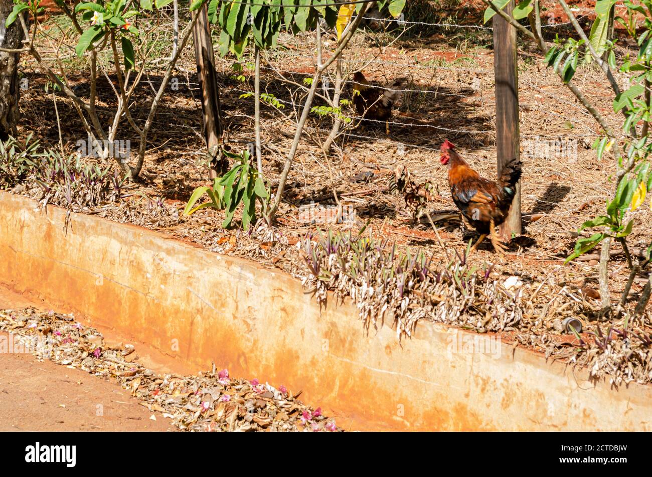 Colored Fowl Running Stock Photo - Alamy