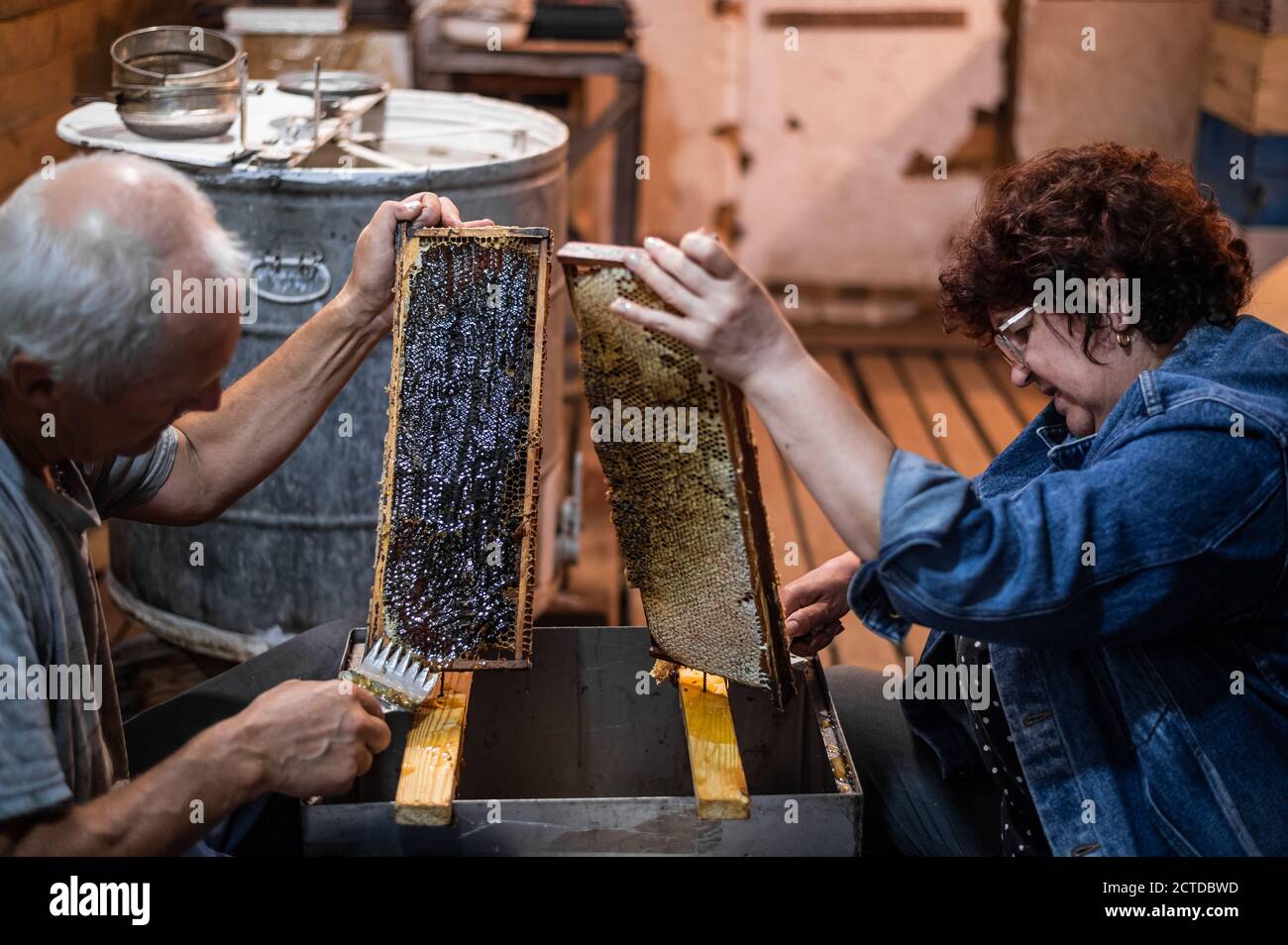 Beekeeper uncapping honey cells on the hive frames with a uncapping ...