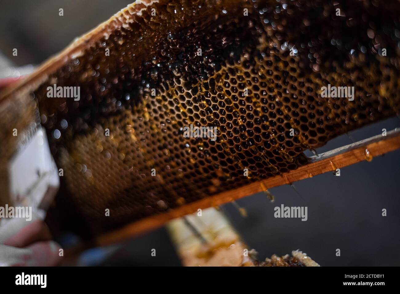 Beekeeper uncapping honey cells on the frames with a uncapping comb ...
