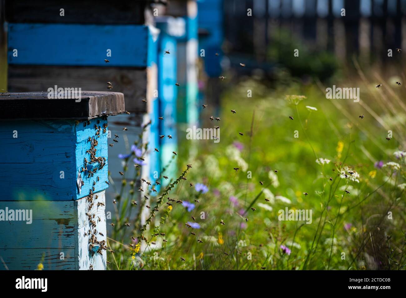 Bees crawling at the entrance to the hive, bee family. Bees flying ...