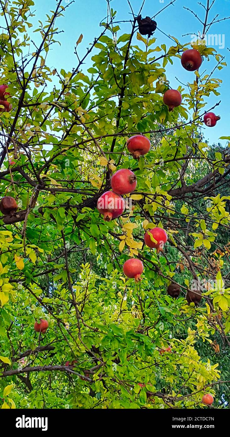 Tree with grenades hi-res stock photography and images - Alamy