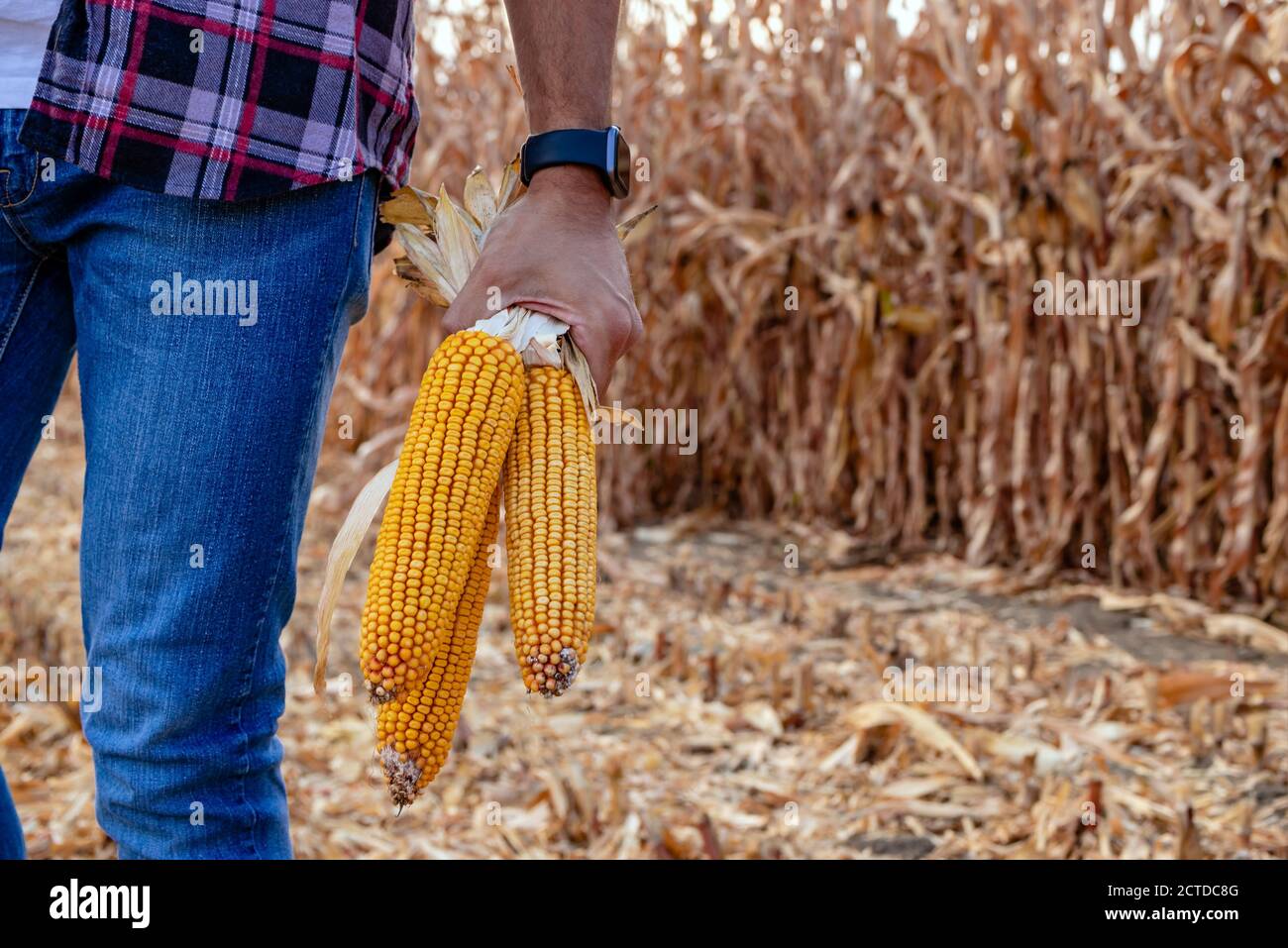 Farmer standing in corn field holding corn cobs in his hand and ...