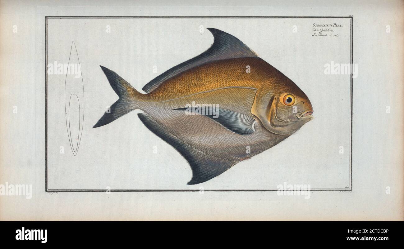 Stromateus paru hi-res stock photography and images - Alamy
