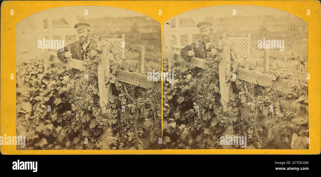 View of a man standing in a vineyard., still image, Stereographs, 1850 ...