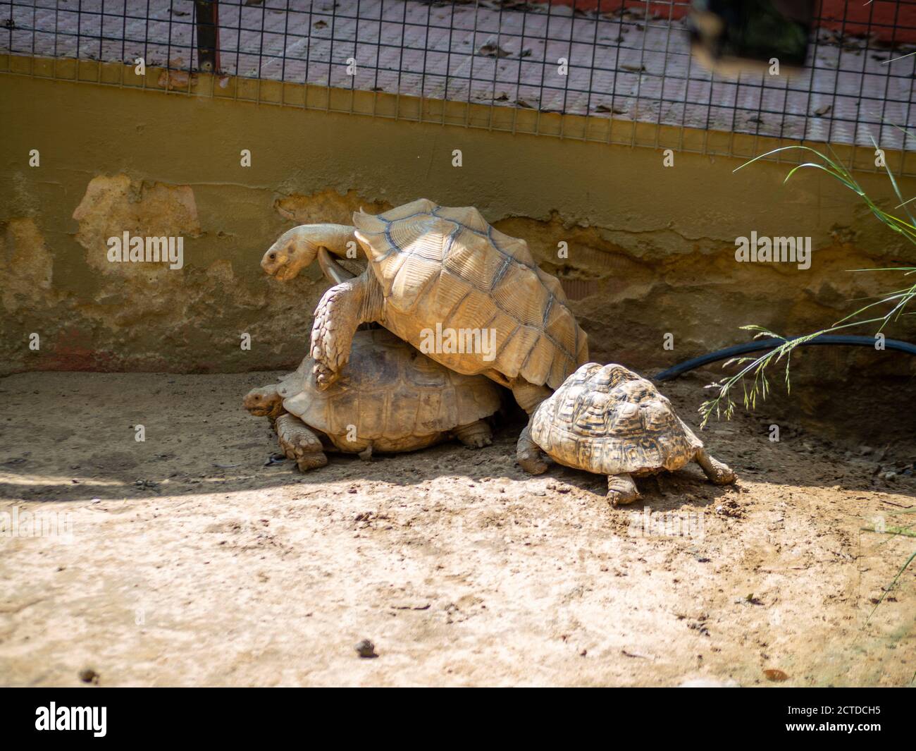 Group of turtles in a zoo Stock Photo - Alamy