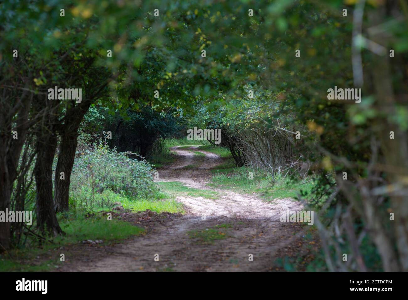 Knepp Estate Rewilding project - free roaming Stock Photo - Alamy