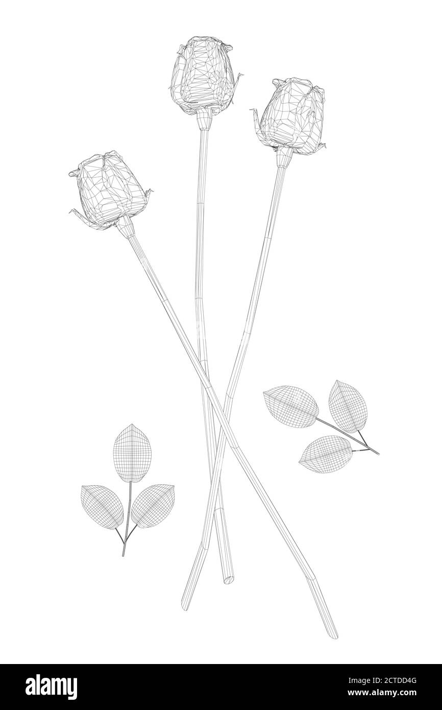Wireframe of a bouquet of three roses from black lines isolated on ...