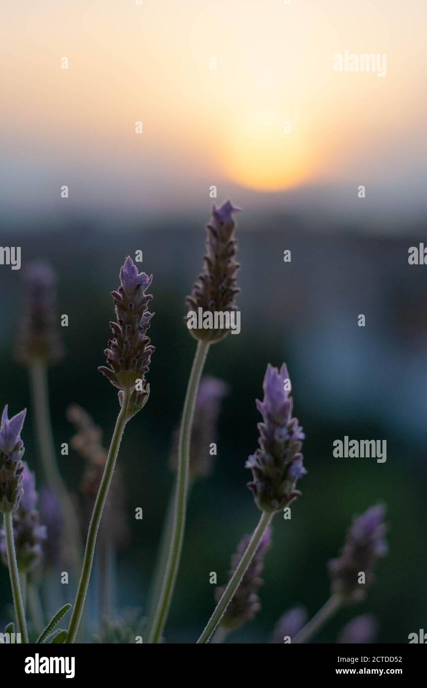 Lavender blossom bush sunset hi-res stock photography and images - Alamy