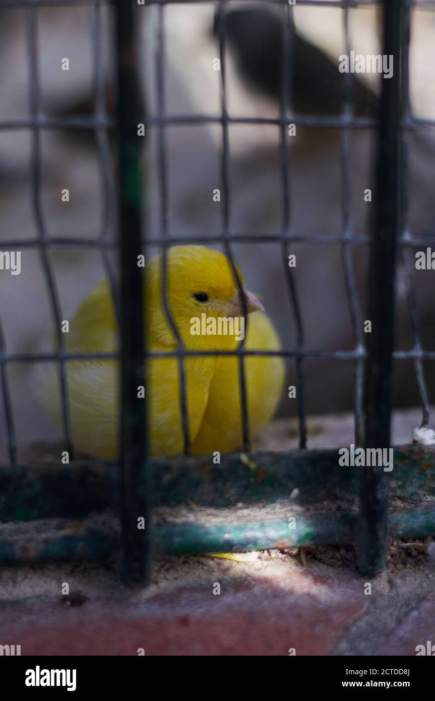 Little canary hi-res stock photography and images - Alamy