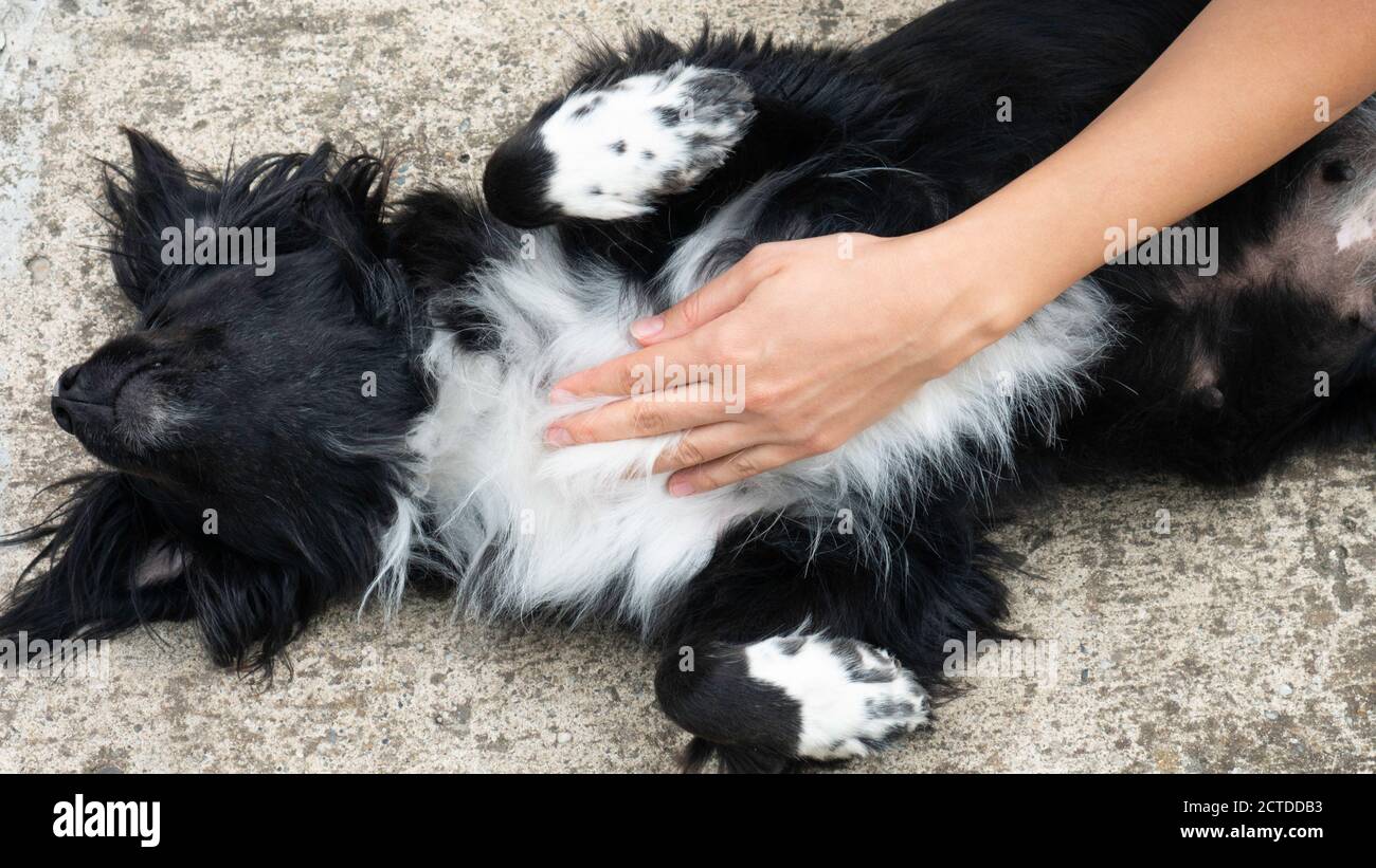 The female hand of the owner caresses the dog. Hand petting dog Stock ...