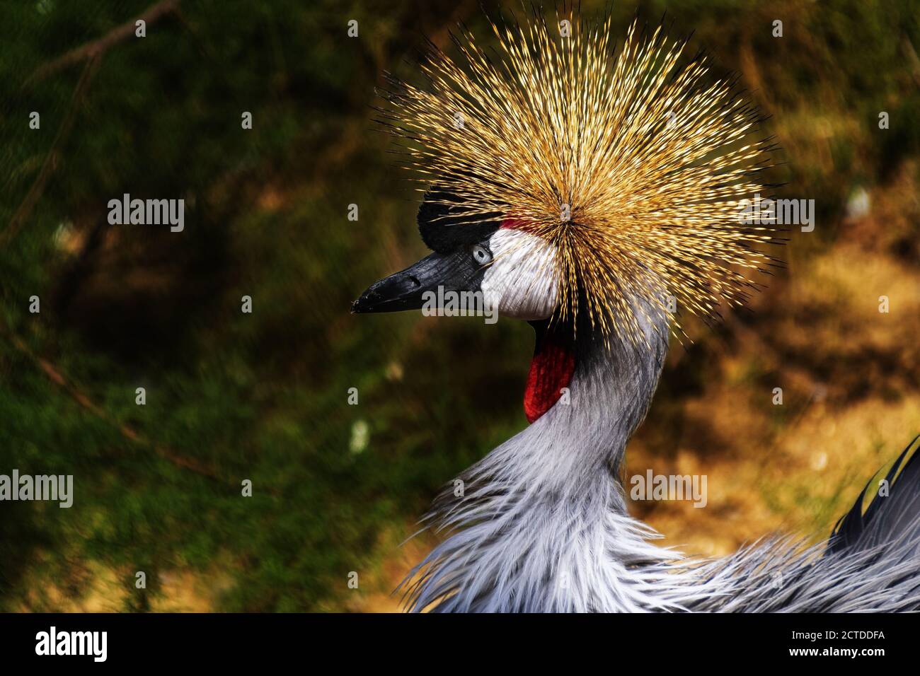 Gray crowned flycatcher hi-res stock photography and images - Alamy
