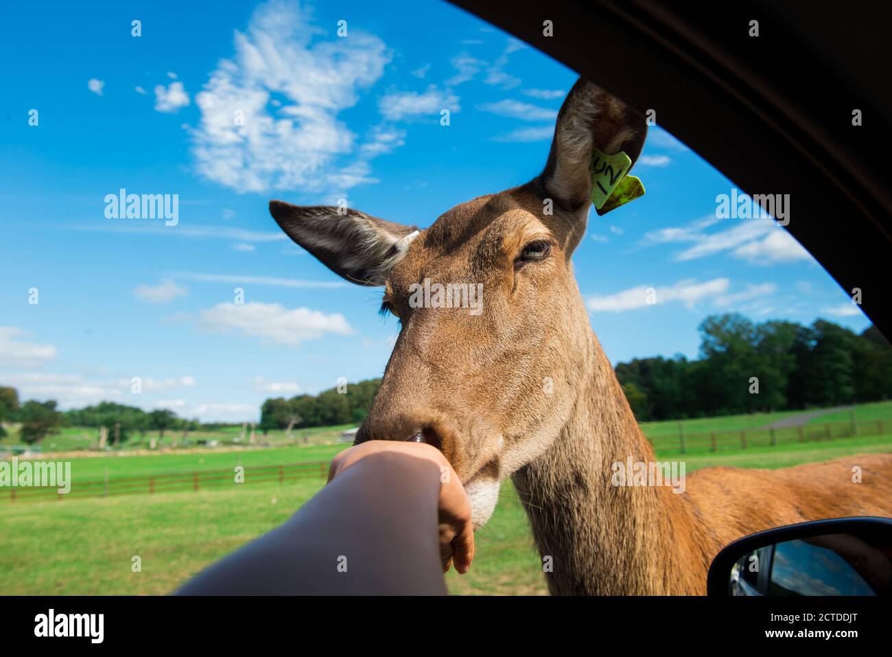 Deer looking through a window hi-res stock photography and images - Alamy