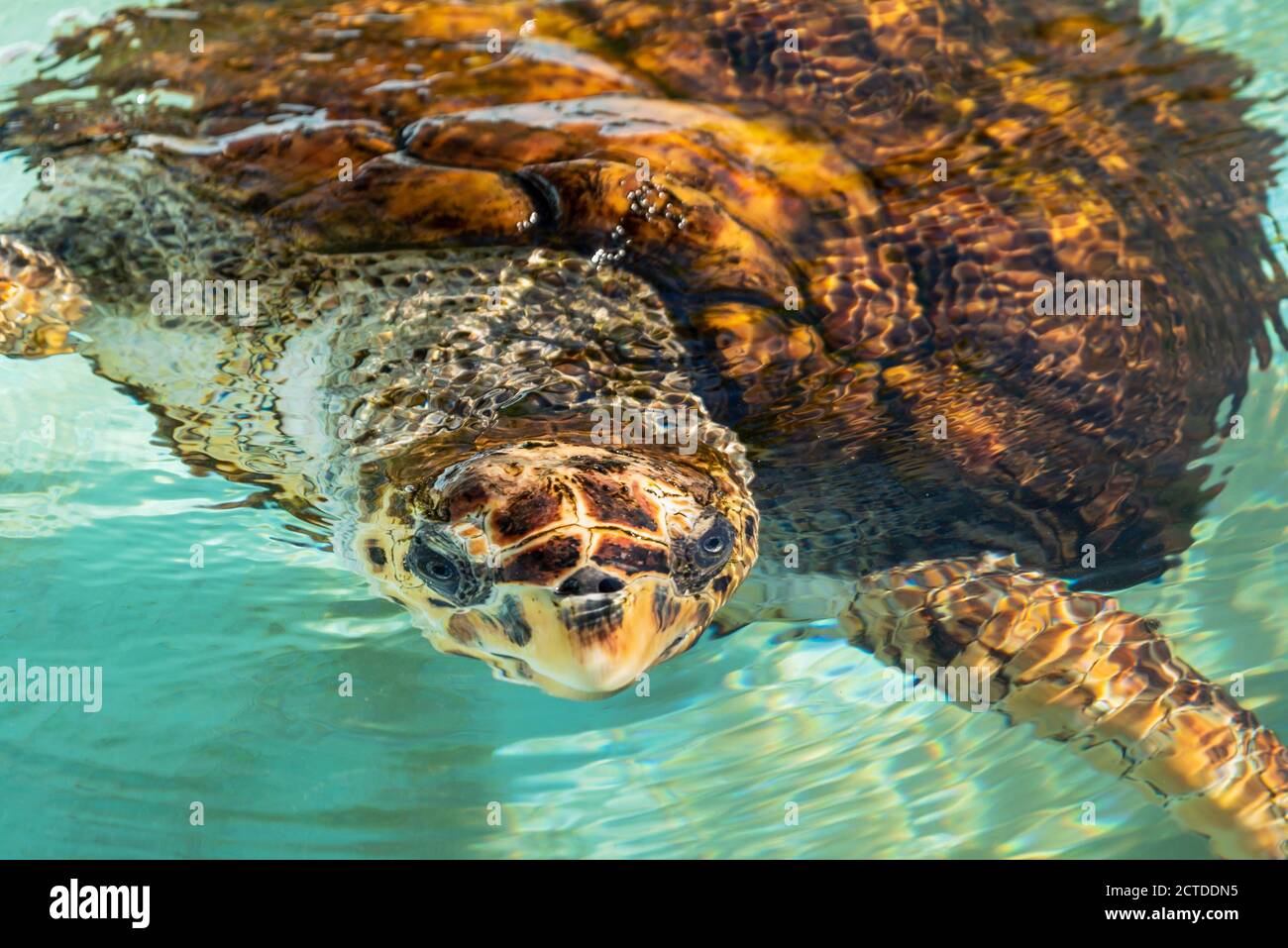 Turtle with head up hi-res stock photography and images - Alamy