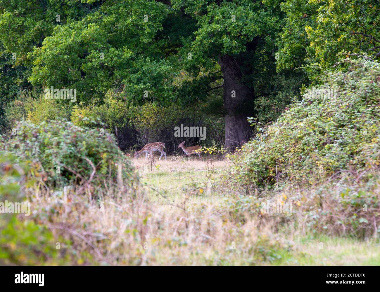 Knepp Estate Rewilding project - free roaming wild deer Stock Photo - Alamy