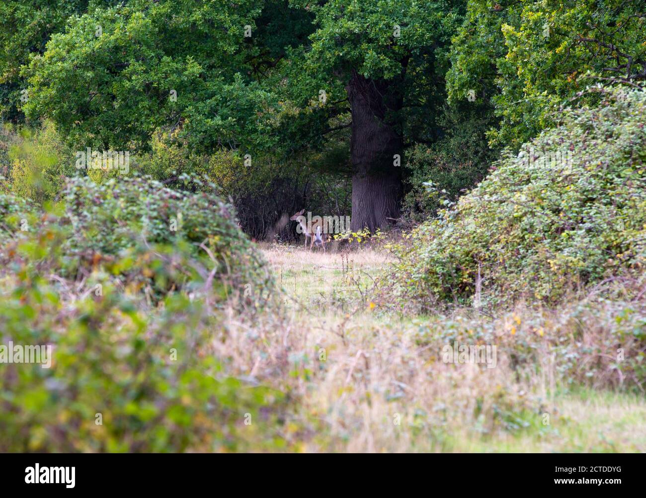 Knepp Estate Rewilding project - free roaming wild deer Stock Photo - Alamy