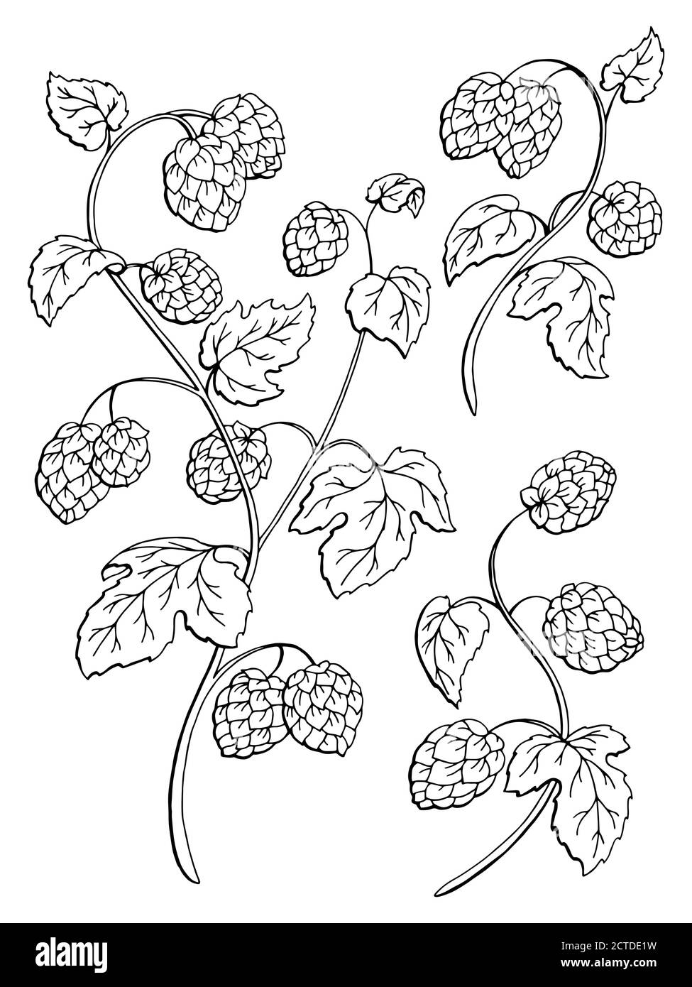 Hops plant graphic bush black white isolated sketch illustration vector ...