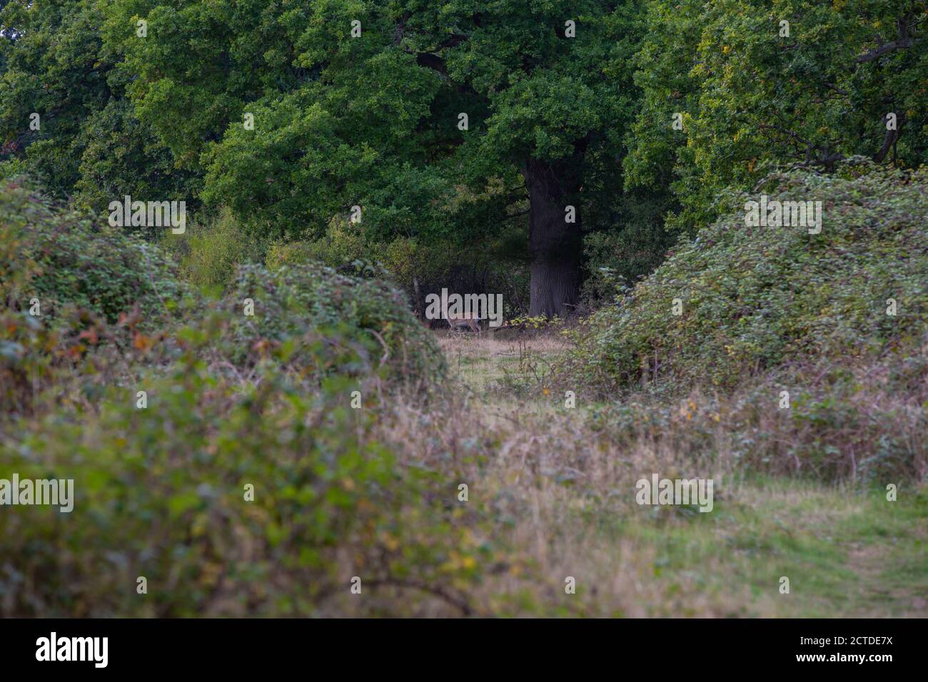 Knepp Estate Rewilding project - free roaming wild deer Stock Photo - Alamy